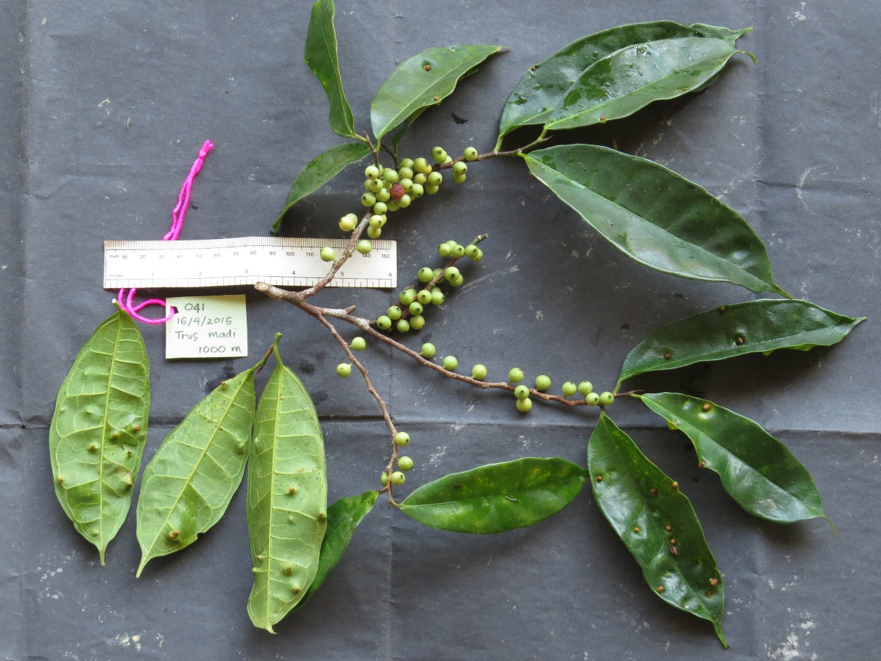 ficus-heteropleura-img_4325-copy – THE FIGS OF BORNEO