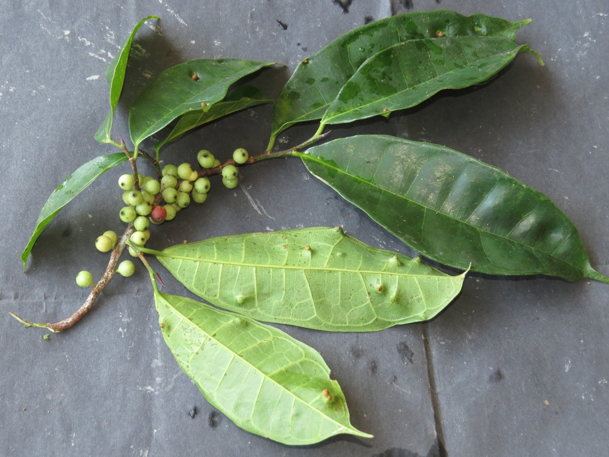 ficus-heteropleura-img_4336 – THE FIGS OF BORNEO