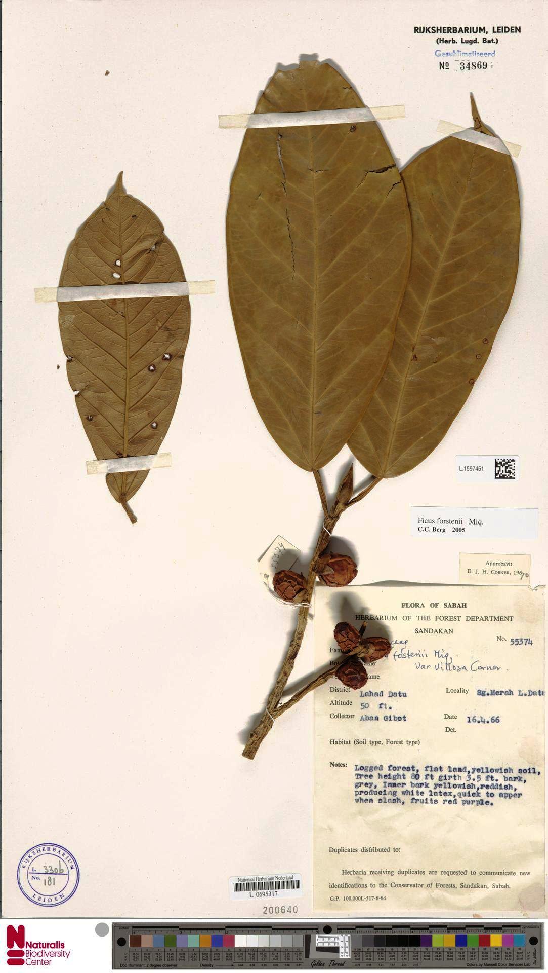 Ficus forstenii, Danum BRL, Sabah – THE FIGS OF BORNEO