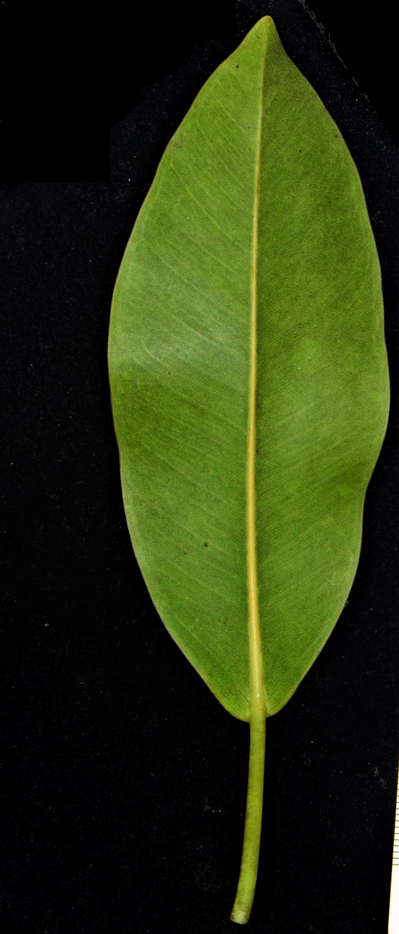 Ficus subcordata: Originally from Java at Chapman Field, Miami, Florida ...