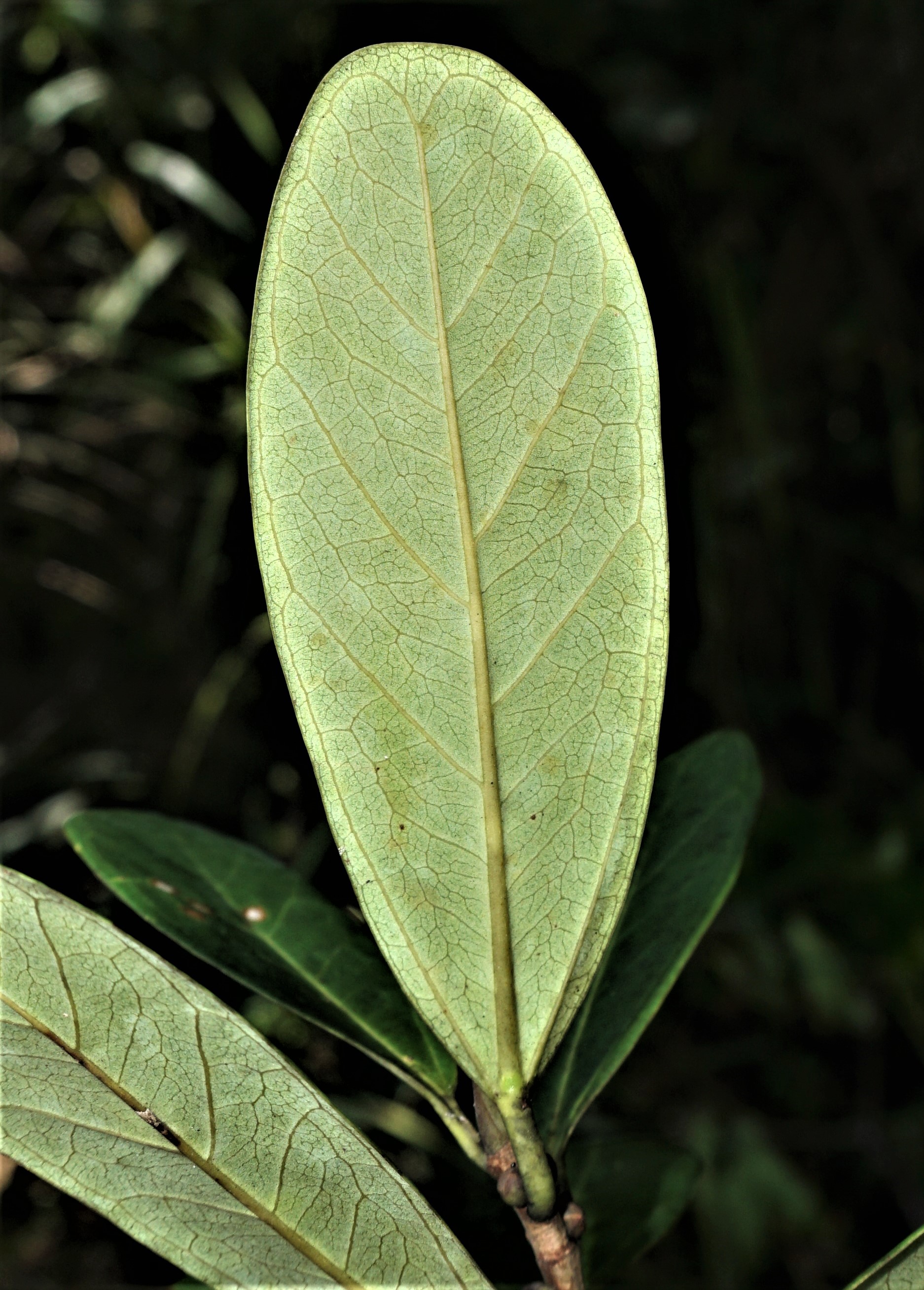 Ficus retusa & Ficus spathulifolia compared – THE FIGS OF BORNEO