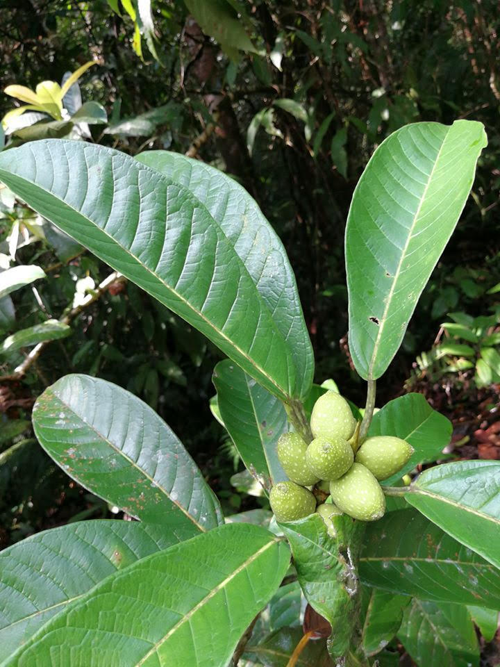 Ficus annulata: Matang, Kuching – THE FIGS OF BORNEO
