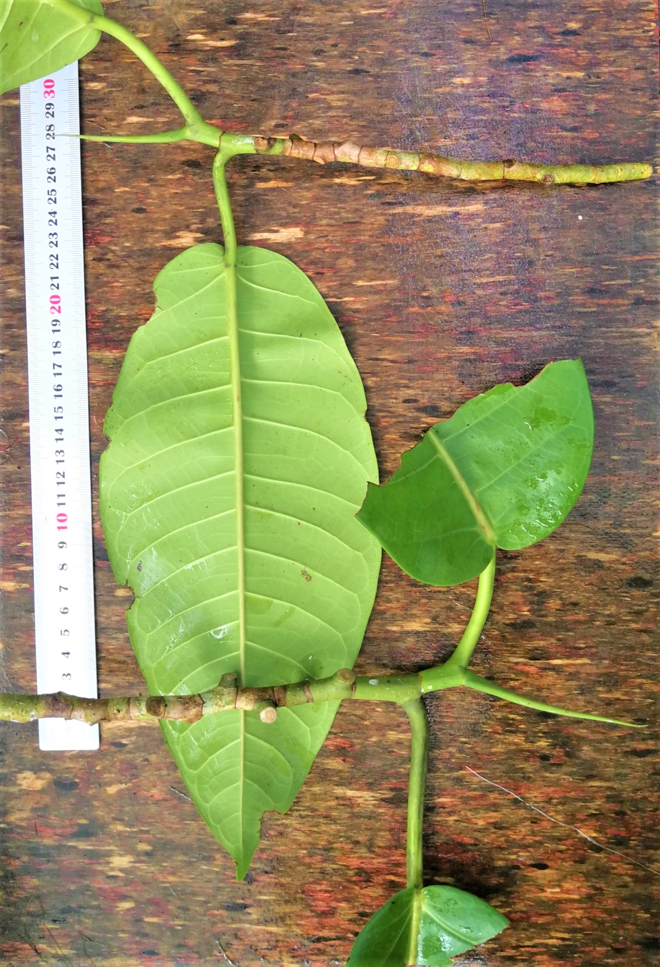 Ficus lawesii: Malesiana Tropicals, Bau, Kuching – THE FIGS OF BORNEO
