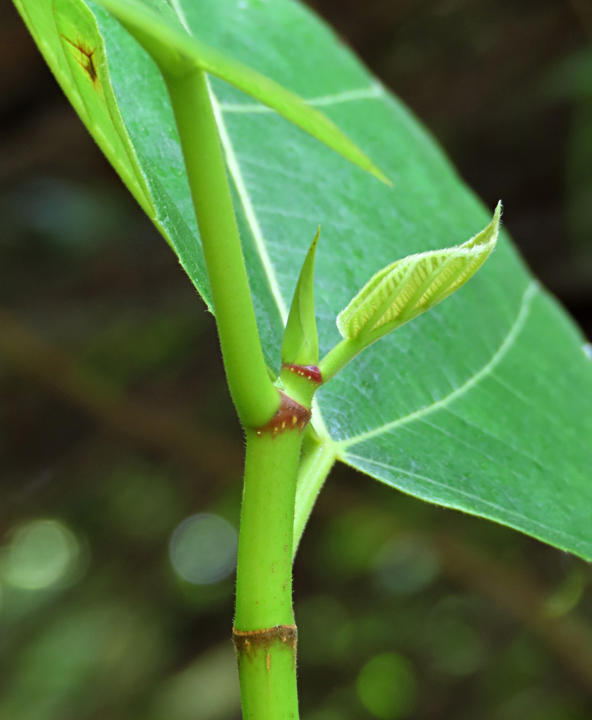Ficus fulva and Long-Tailed Macaque: Bukit Bendera, Beaufort, Sabah ...