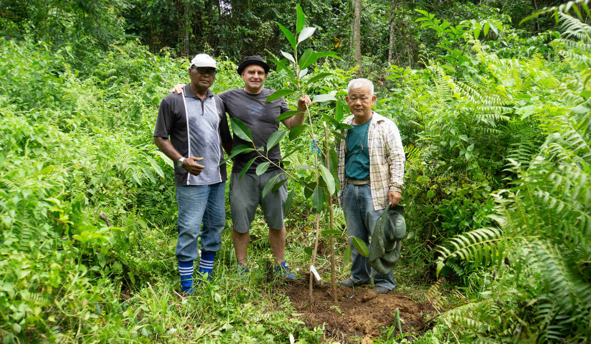 How planting Fig Trees could make Sabah, Asia’s top wildlife ...