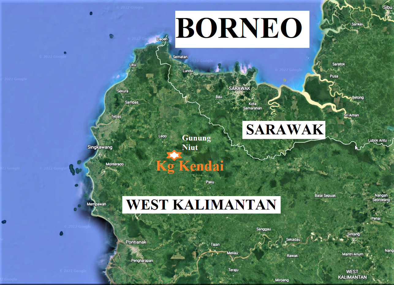 Ficus limosa: Borneo endemic, first record from Kalimantan – THE FIGS ...