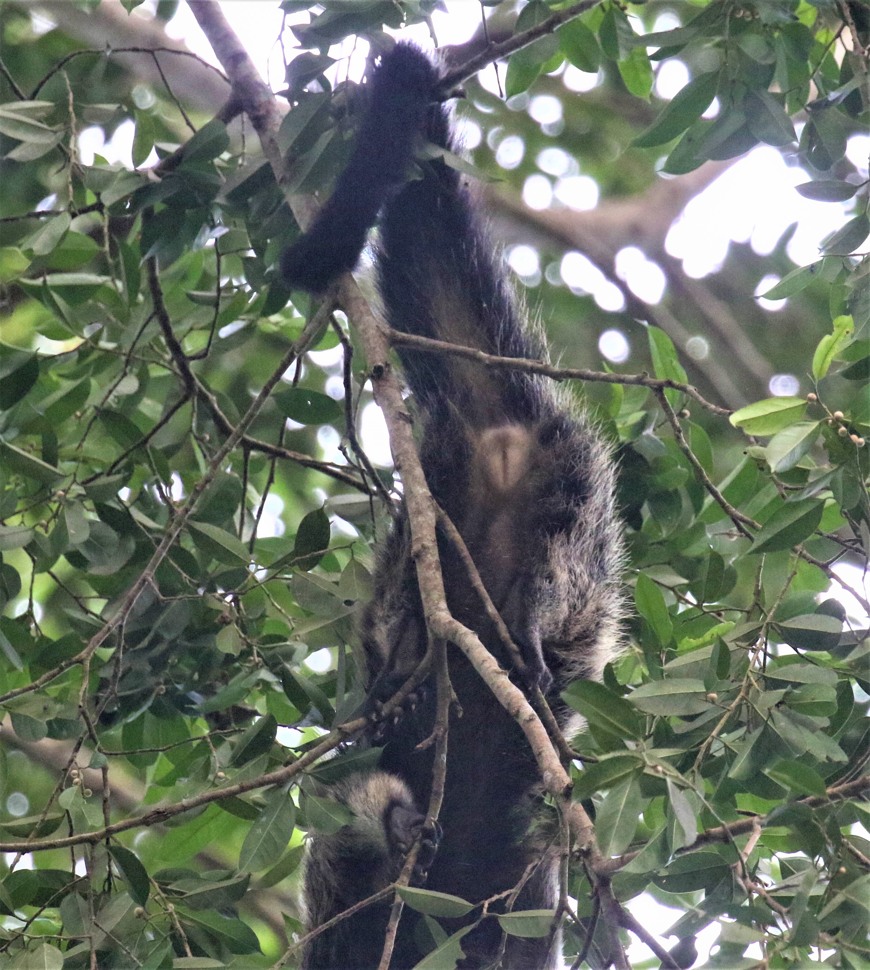 Ficus pallescens attracts a female Binturong at Tawau Hills – THE FIGS ...