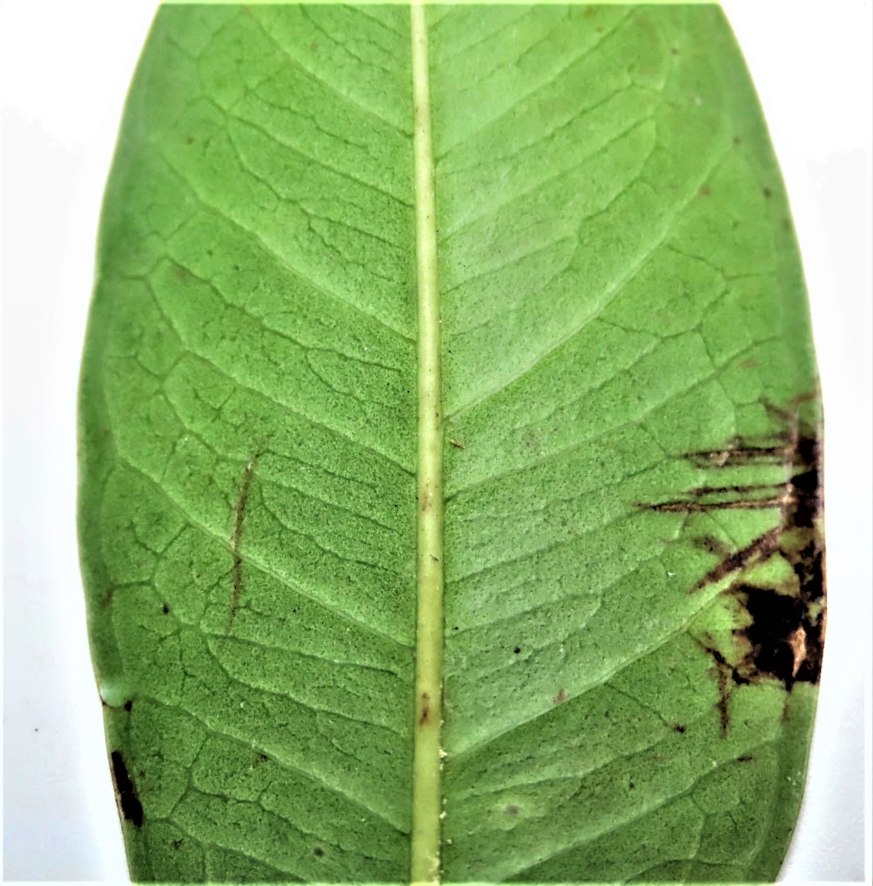 Ficus pellucidopunctata: Distinctive features – THE FIGS OF BORNEO