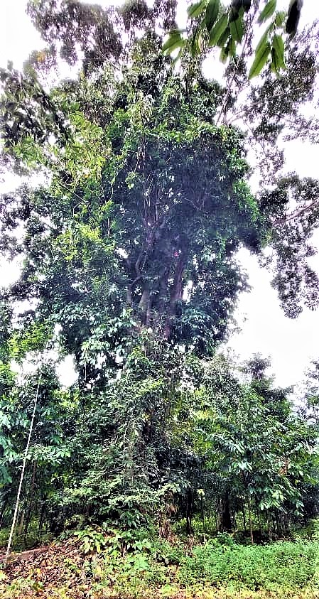 Ficus borneensis: Gum Gum Sandakan – THE FIGS OF BORNEO