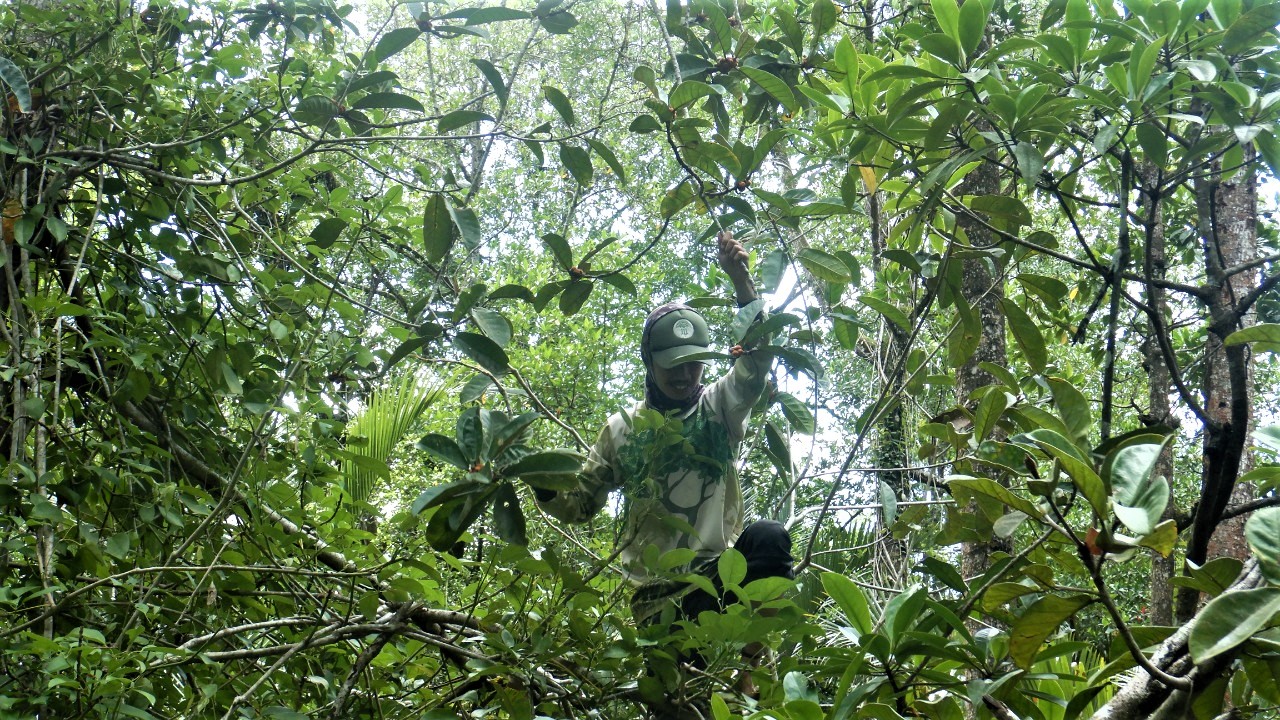 Ficus bracteata: Mengkalang Jambu, Pontianak, W. Kalimantan – THE FIGS OF BORNEO