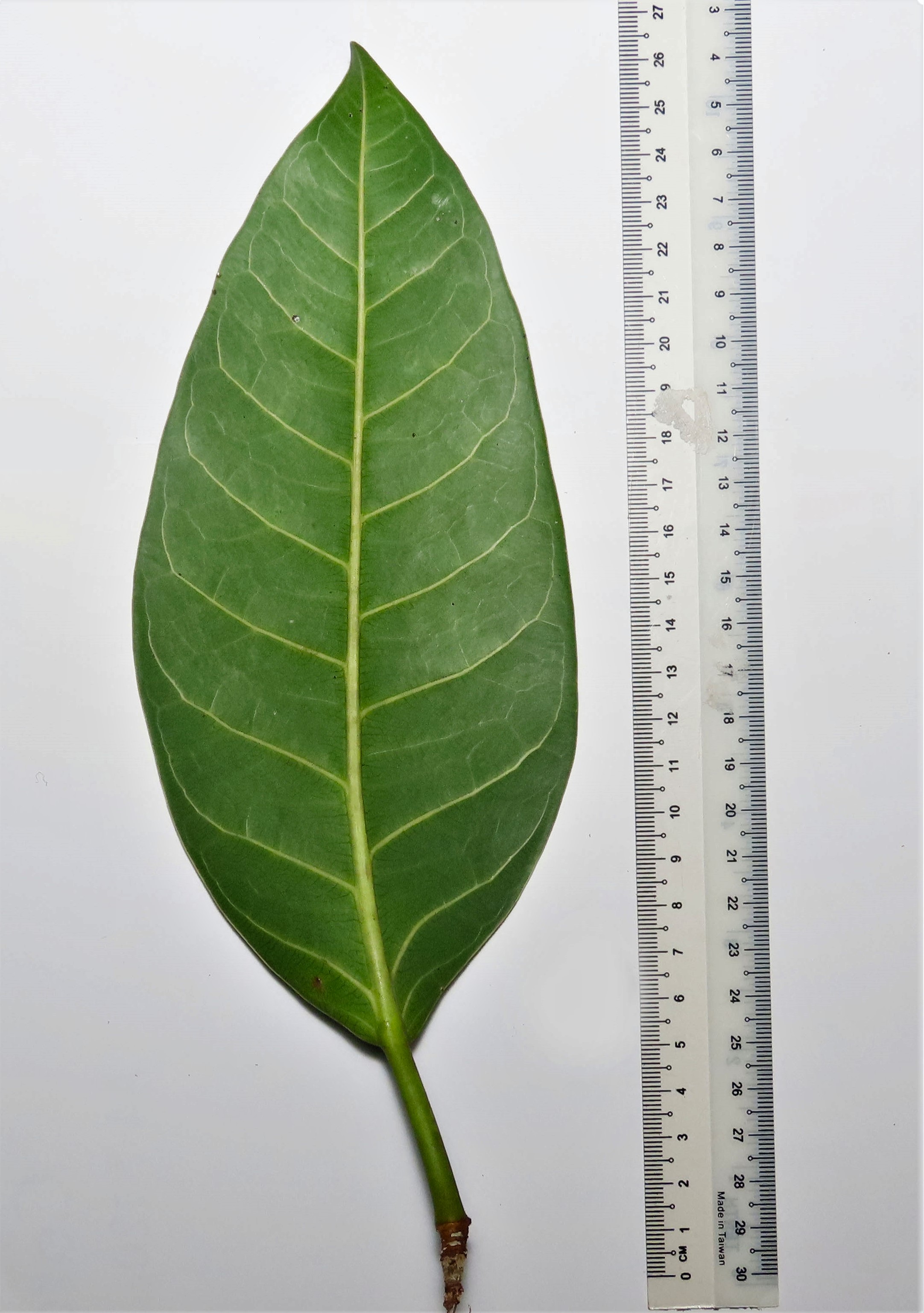 Ficus lawesii: Distinctive basal veins – THE FIGS OF BORNEO