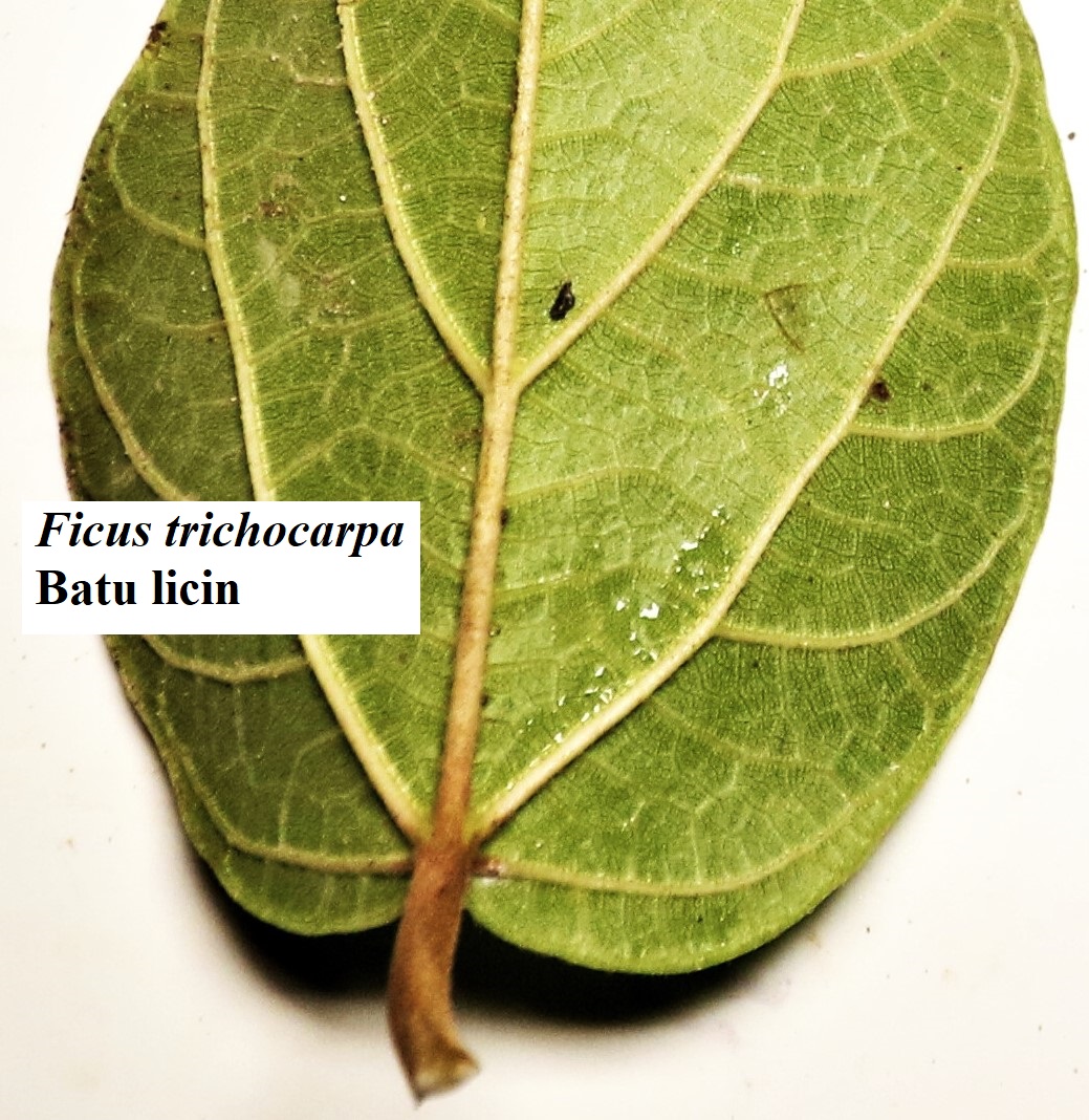 Ficus trichocarpa, Batu Licin, South Kalimantan – THE FIGS OF BORNEO