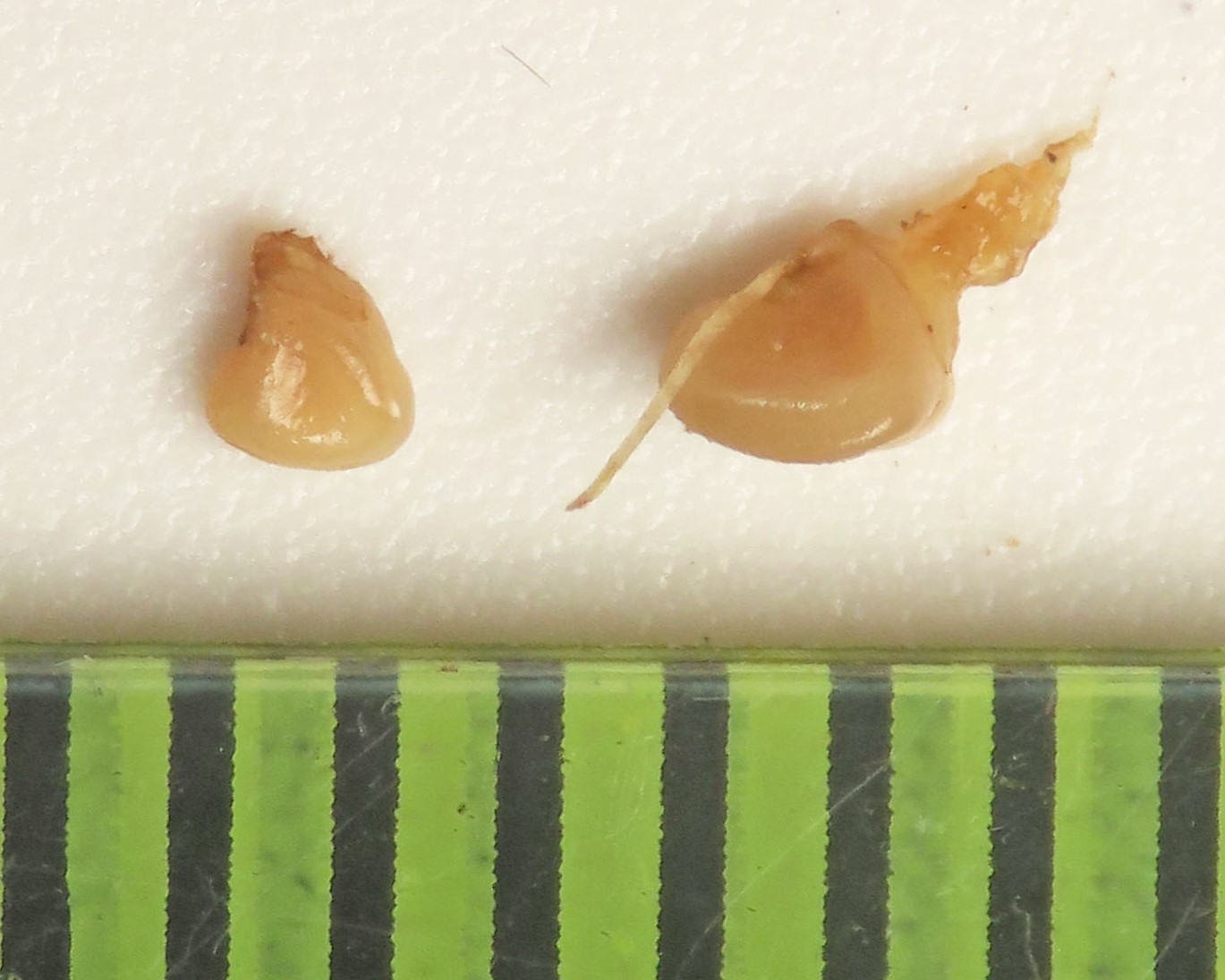 Ficus binnendijkii: Gng Lucia, Tawau Hills Park, Sabah – THE FIGS OF BORNEO