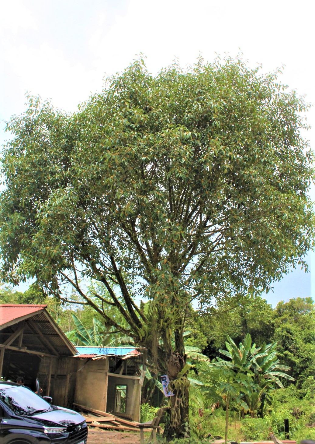 Ficus subgelderi: distinguishing features, West Kalimantan – THE FIGS OF BORNEO