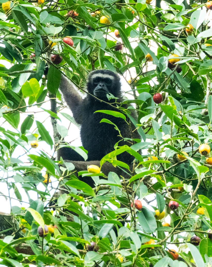 Ficus subcordata: Are the figs edible by humans ? – THE FIGS OF BORNEO