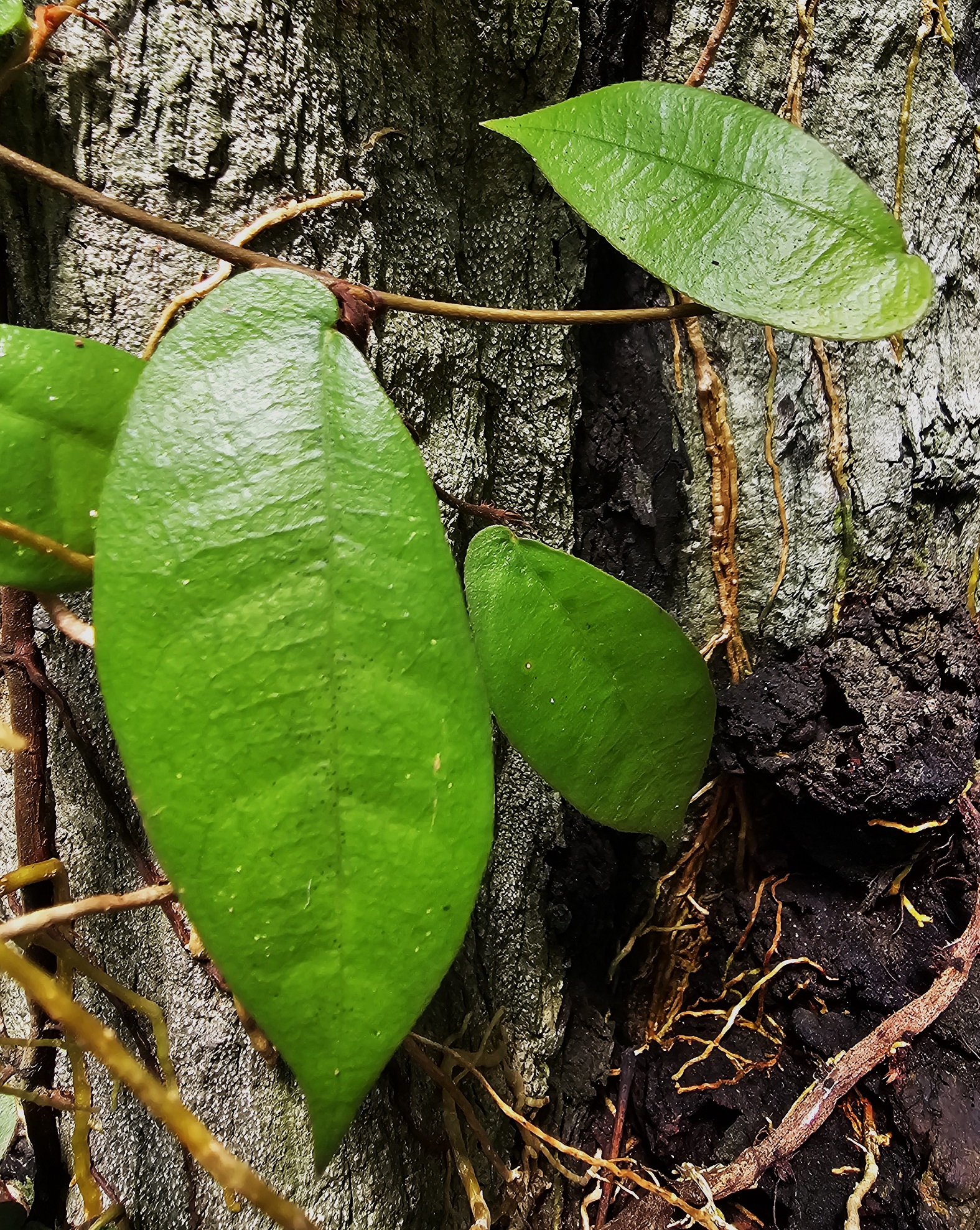 Ficus barba-jovis: No bathyphyll junior leaves – THE FIGS OF BORNEO