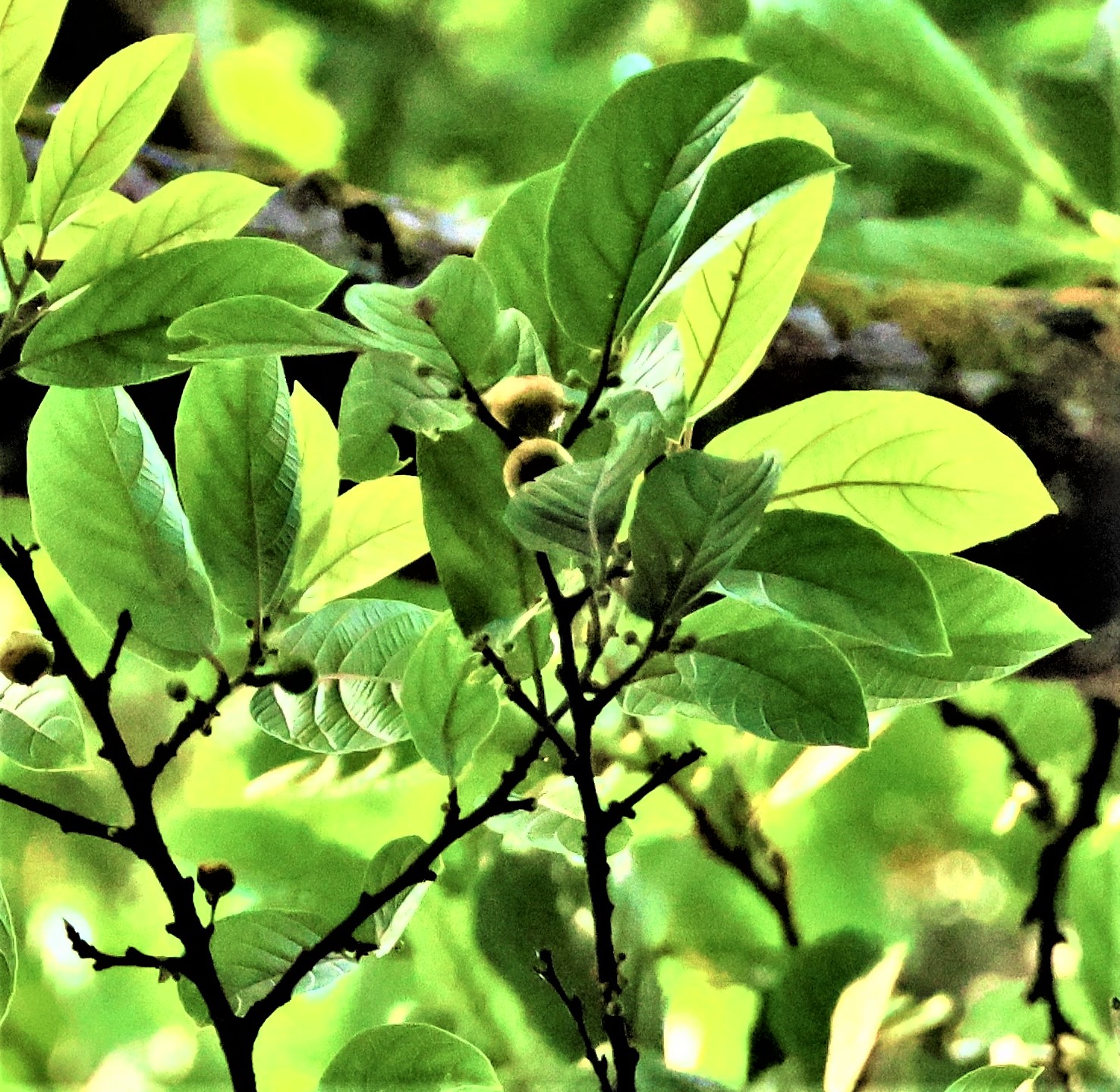 Ficus melinocarpa (male) fruiting at Bombalai Hill, Tawau Hills Park ...