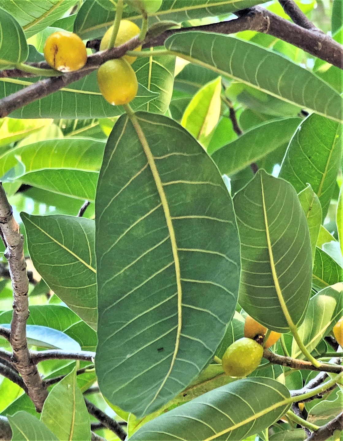 Ficus drupacea; Megapode feeding on fallen figs, Pulau Seligaan – THE ...