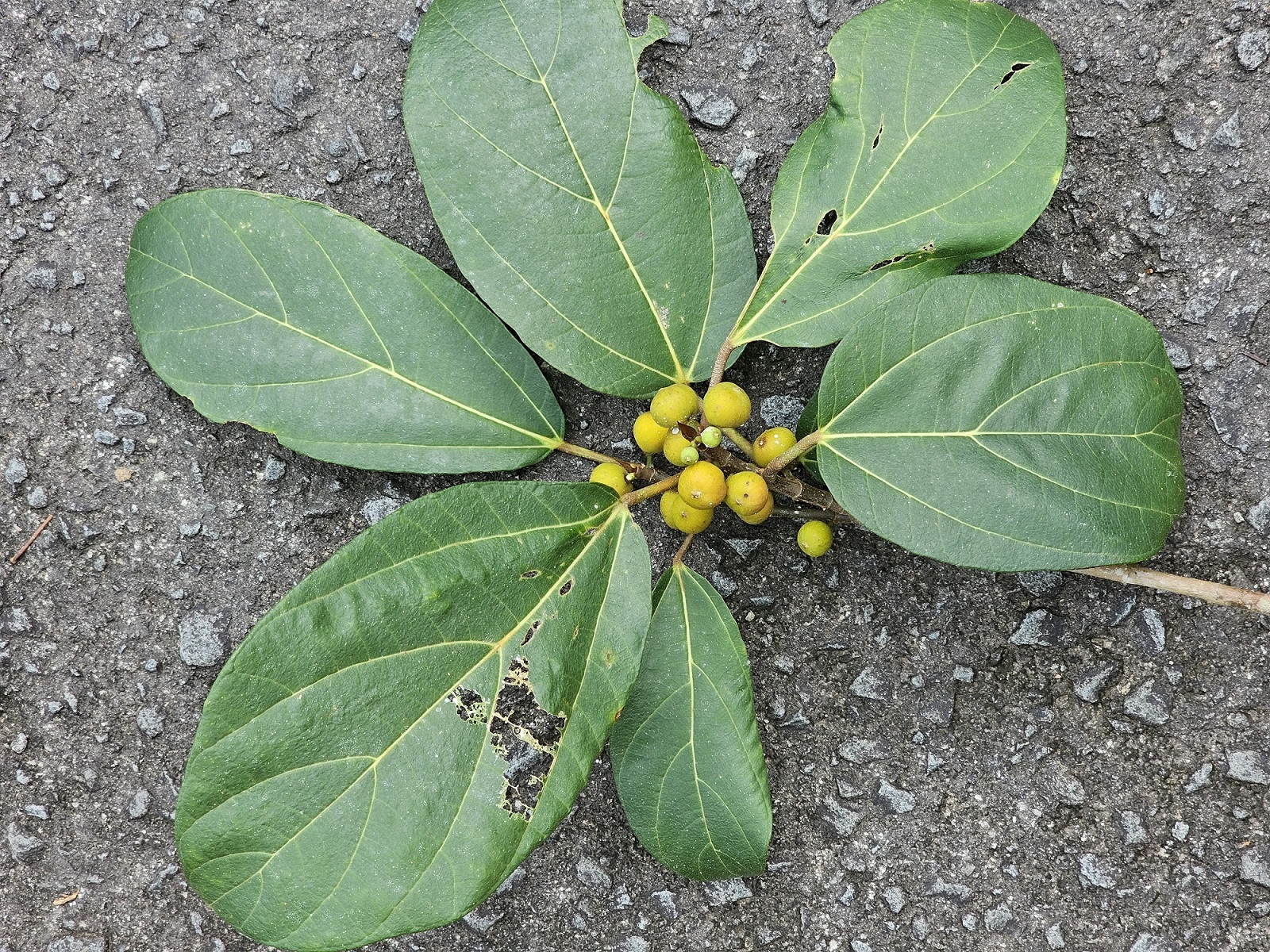Ficus copiosa: First Borneo record at Bukit TV, Tawau Hills – THE FIGS ...