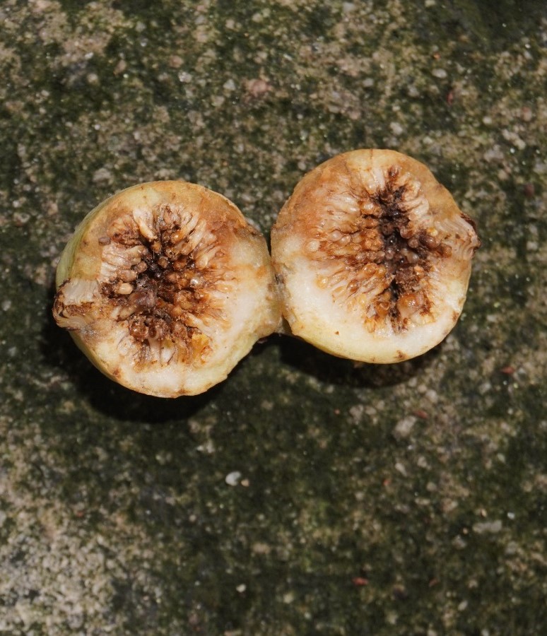 Ficus superba, Sinkawang beach, West Kalimantan, Indonesian Borneo ...