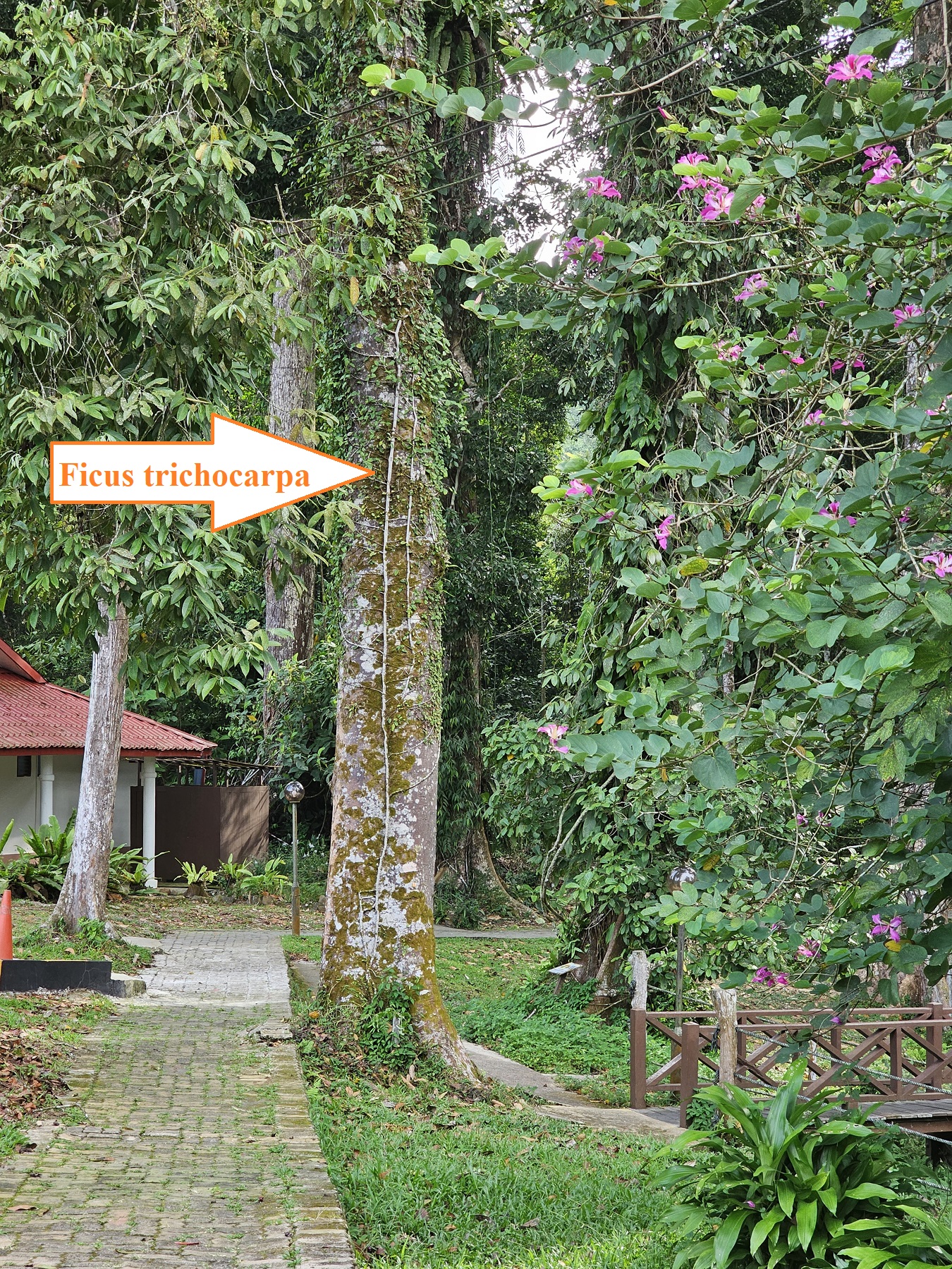 Ficus trichocarpa: Bathyphyll leaves at Tawau Hills Park – THE FIGS OF ...