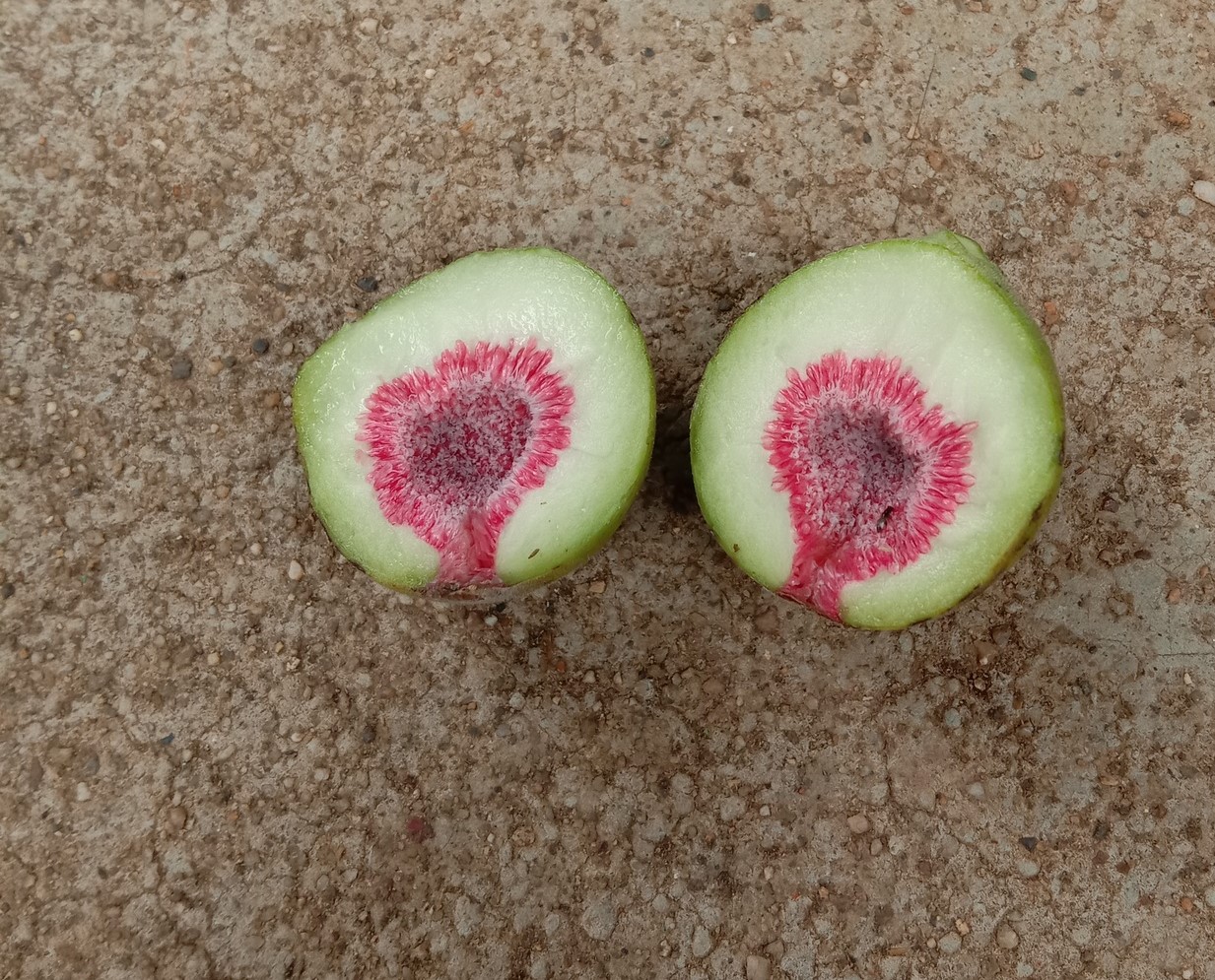 Ficus callosa: Banjarmasin, South Kalimantan – THE FIGS OF BORNEO