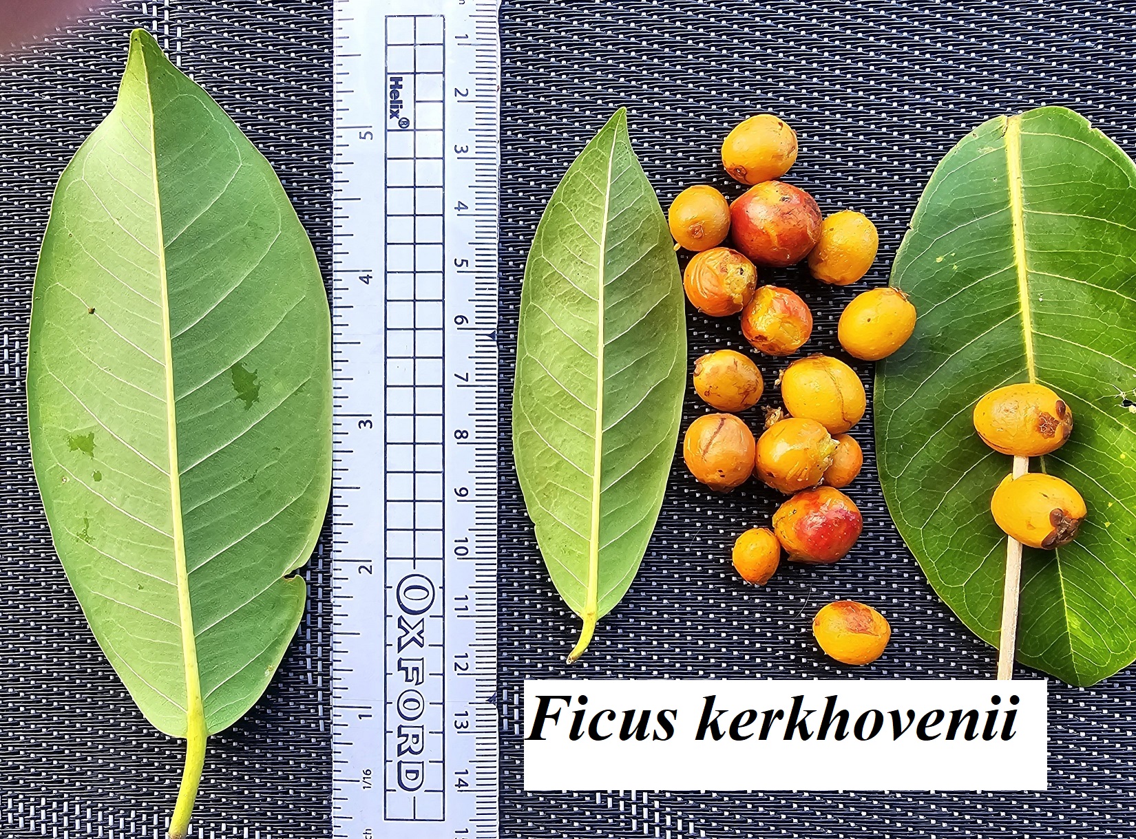 Ficus kerkhovenii: Sukau Rainforest Lodge, Kinabatangan River, Sabah – THE FIGS OF BORNEO