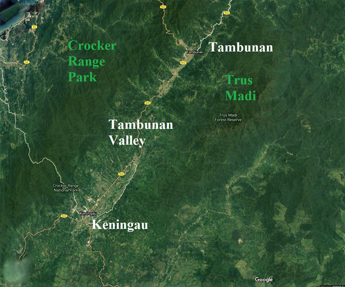 Ficus auricoma, Trus Madi: First photographs and first Sabah record ...