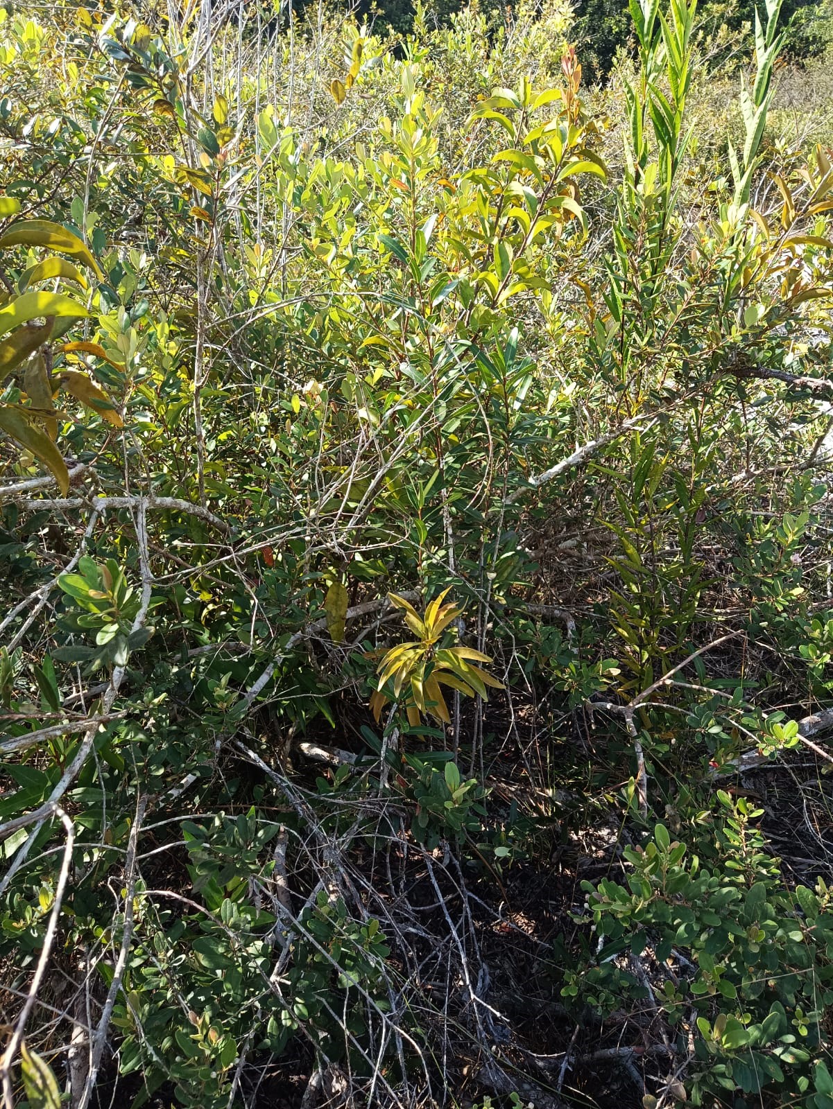 Ficus deltoidea var motleyana, Palangkaraya, Central Kalimantan – THE ...