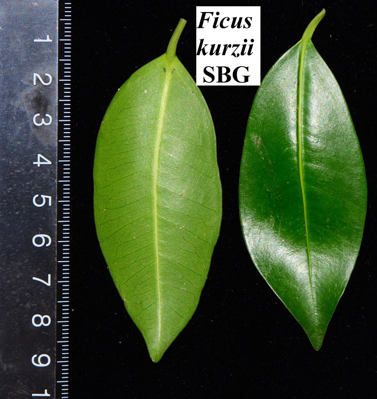 Ficus kurzii in Singapore Botanic Gardens: A hybrid or native species ...