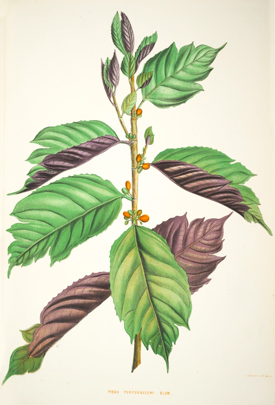 Ficus montana var Purpurascens: Jurong Lake Garden, Singapore – THE ...