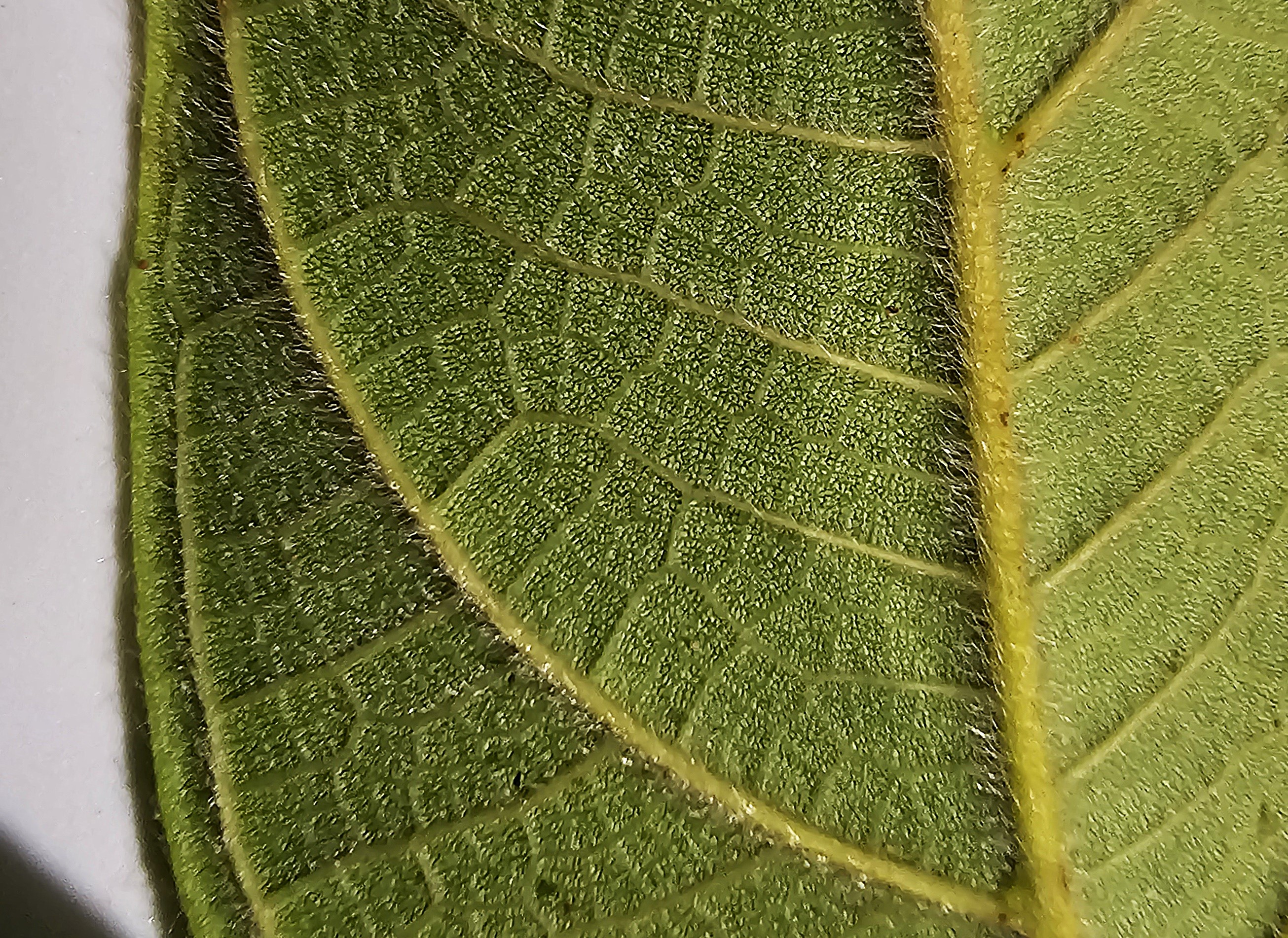 Ficus pendens, Bukit TV , Tawau Hills Park, Sabah, Borneo – THE FIGS OF ...