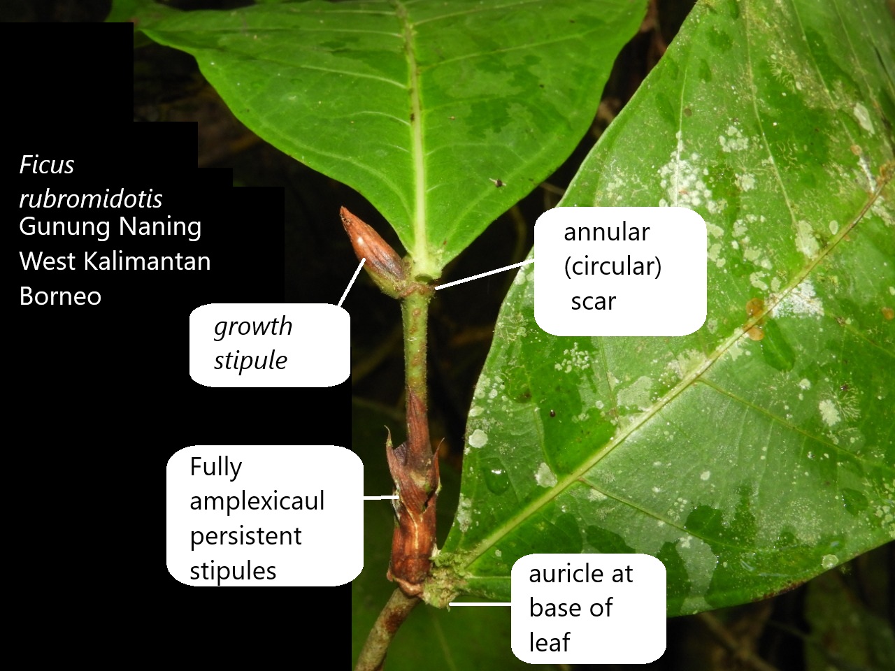Ficus rubromidotis: Showing fully amplexicaul stipule and annular scar ...