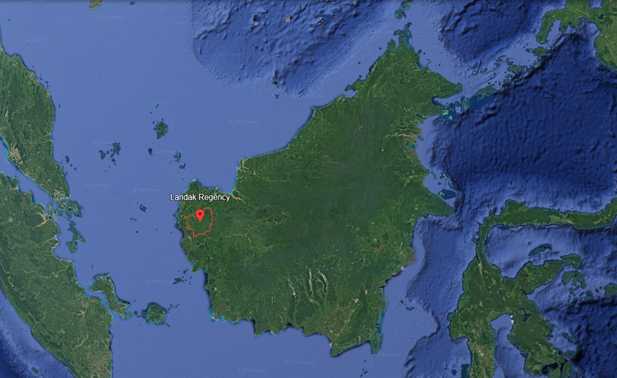Landak Earth Fig; Landak Regency, West Kalimantan, Indonesian Borneo ...