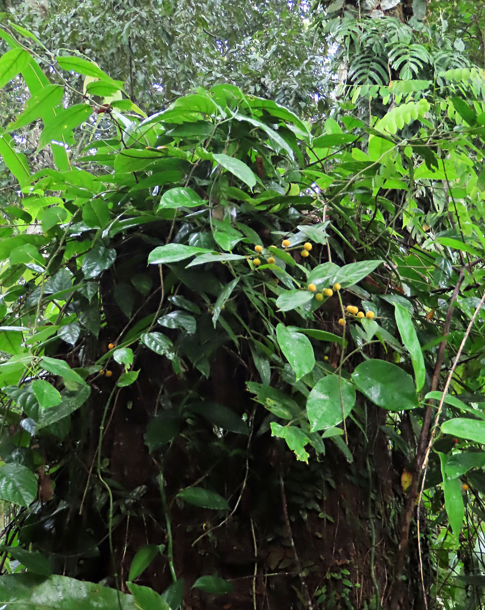 Velcro fig, Ficus recurva pedicellata Tawau Hills Park – THE FIGS OF BORNEO