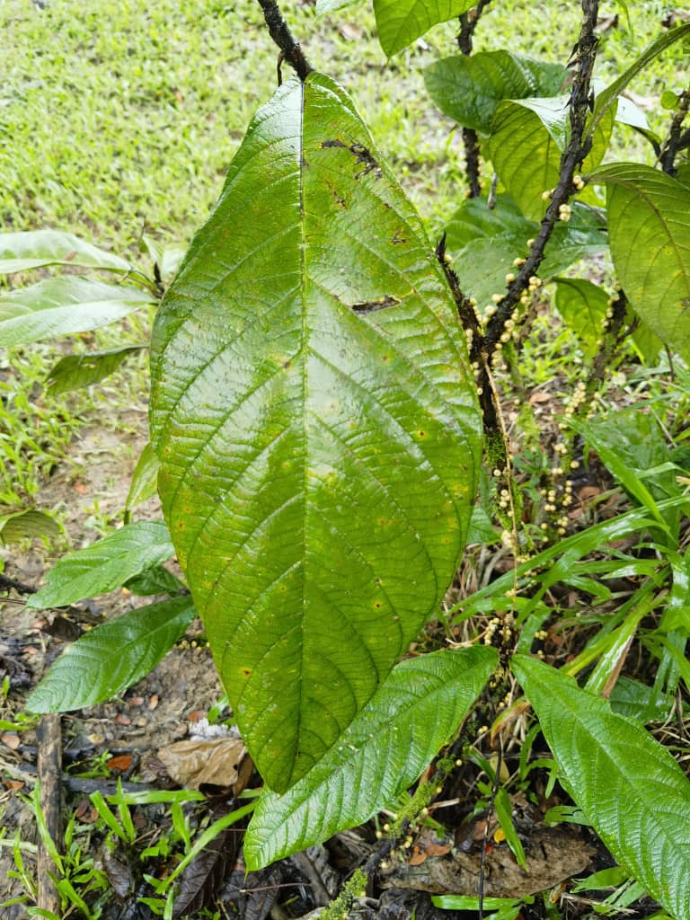 Ficus spiralis fruiting at Malesiana Tropicals, Kuching – THE FIGS OF ...