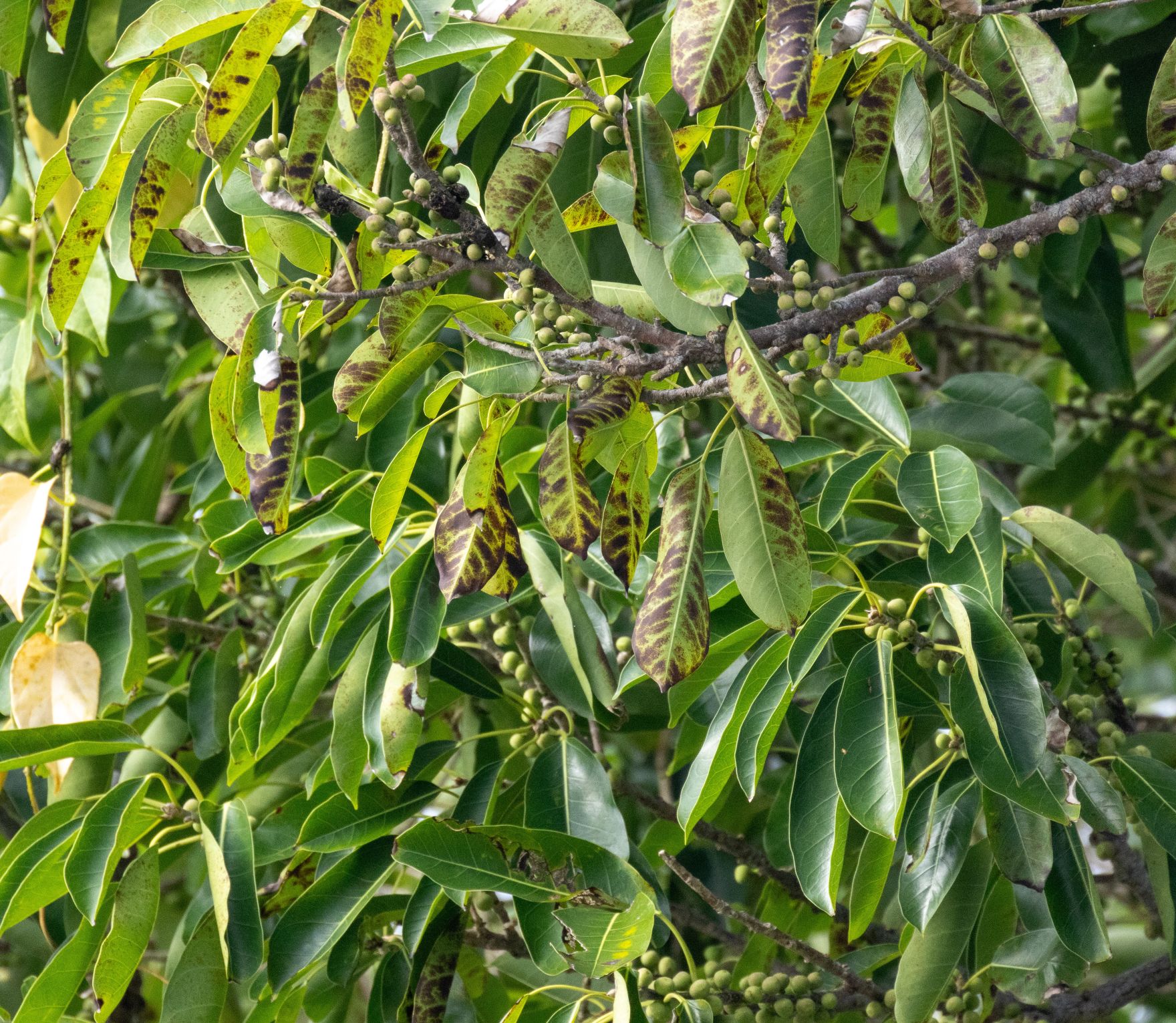 Ficus superba: First record for Brunei Darussalam and NW Borneo – THE ...