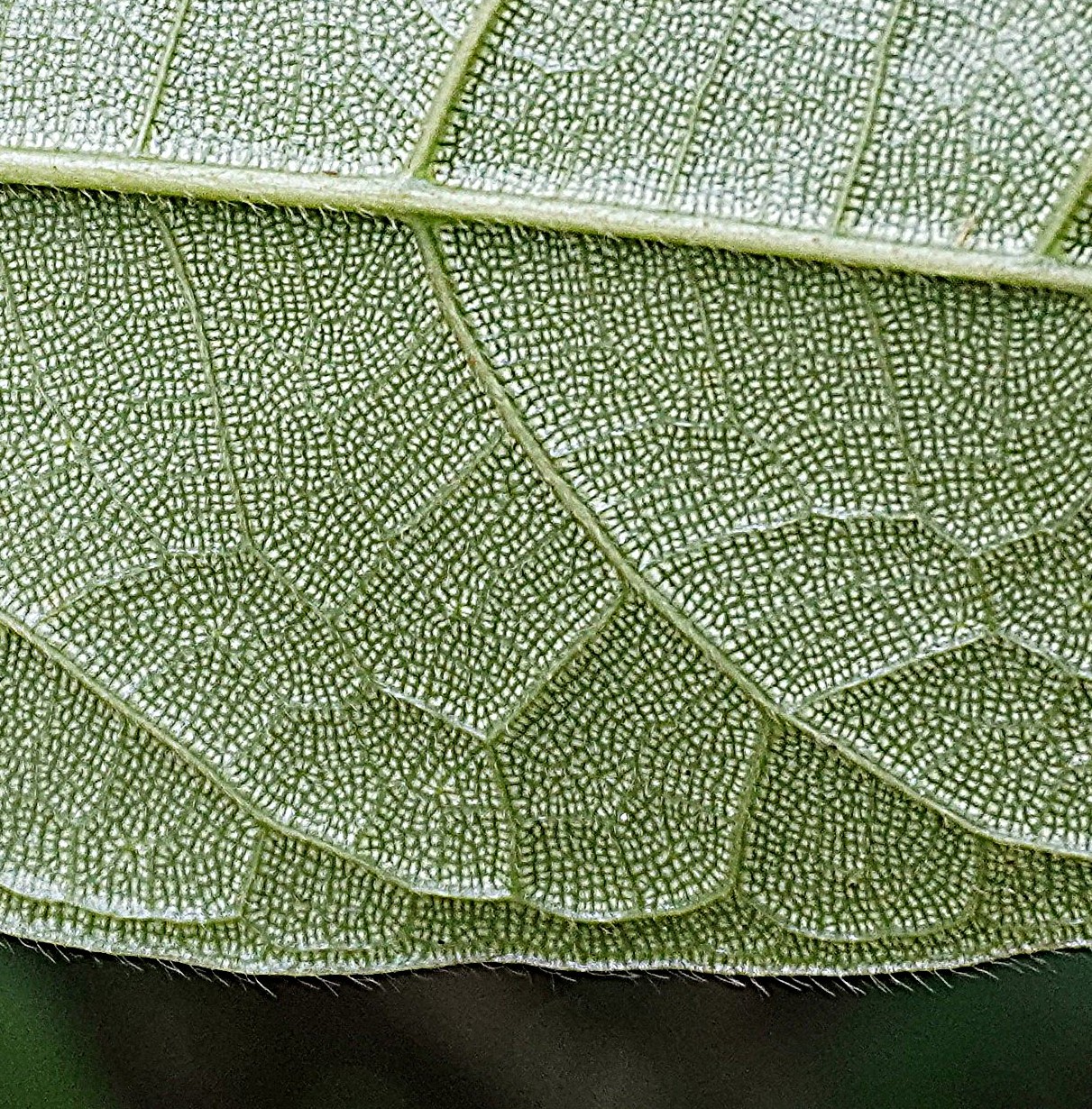 Ficus densechinii: receptive female fig, Halau Halau, Meratus mountains ...