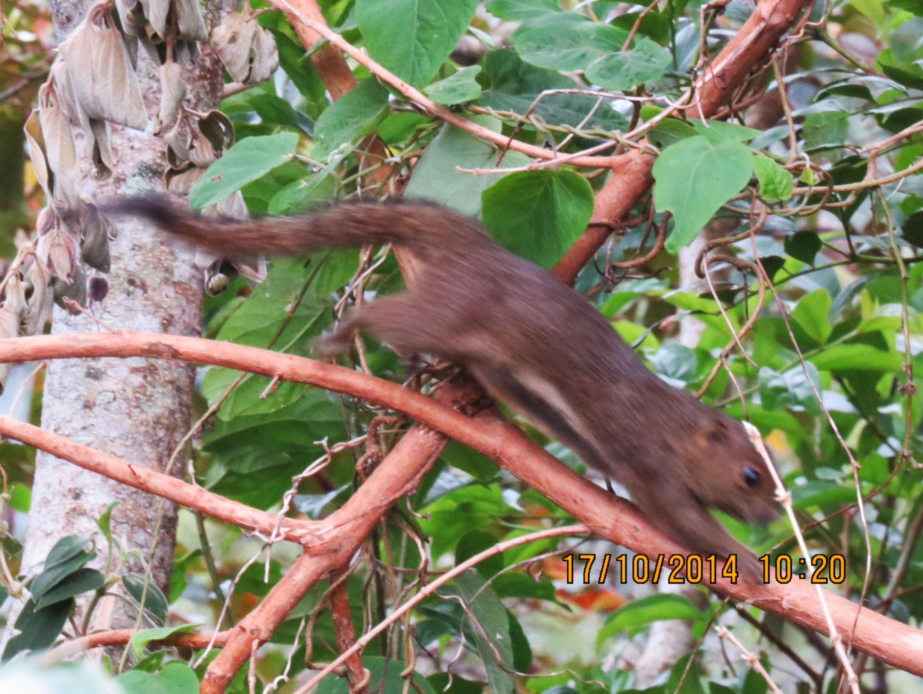 Ficus lanata (male) & Sculptor Squirrel, Kinabalu Park HQ, Sabah – THE ...